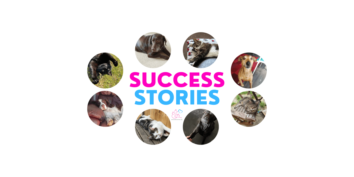 Success Stories – Hollies Animal Re-homing Trust