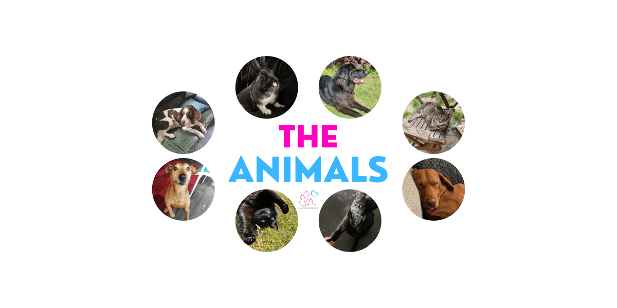 The Animals – Hollies Animal Re-homing Trust