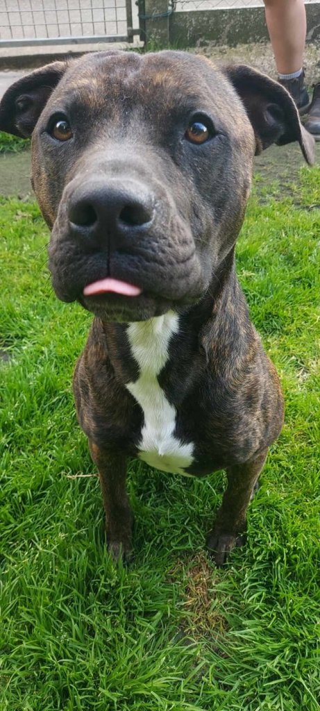 The Animals – Hollies Animal Re-homing Trust